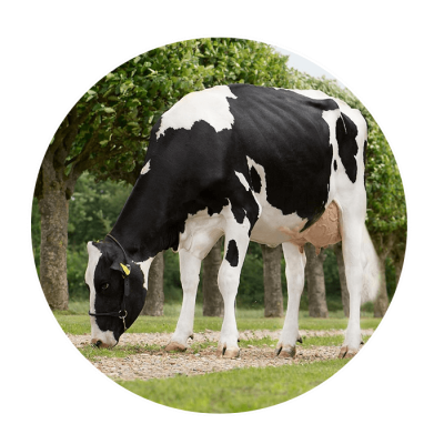 ProCROSS: the most efficient cross breeding system for dairy cows