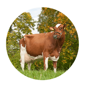 ProCROSS: the most efficient cross breeding system for dairy cows