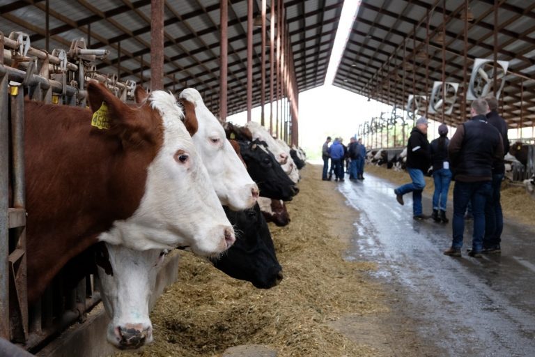 California Trial, 2012 - ProCROSS: the most efficient cross breeding ...