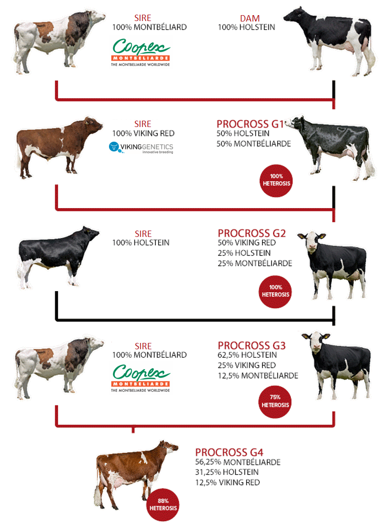 The 3-way crossbreeding system - ProCROSS: the most efficient cross ...