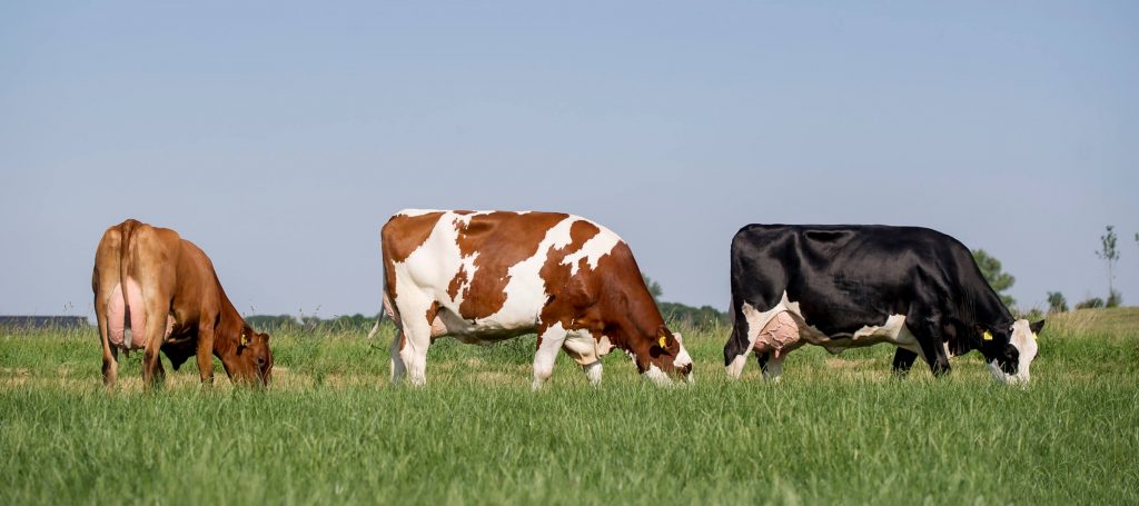 ProCROSS: the most efficient cross breeding system for dairy cows