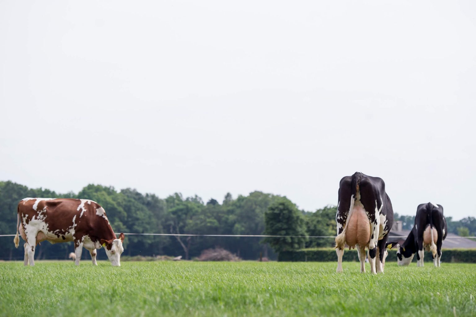 The 3-way crossbreeding system - ProCROSS: the most efficient cross breeding system for dairy cows