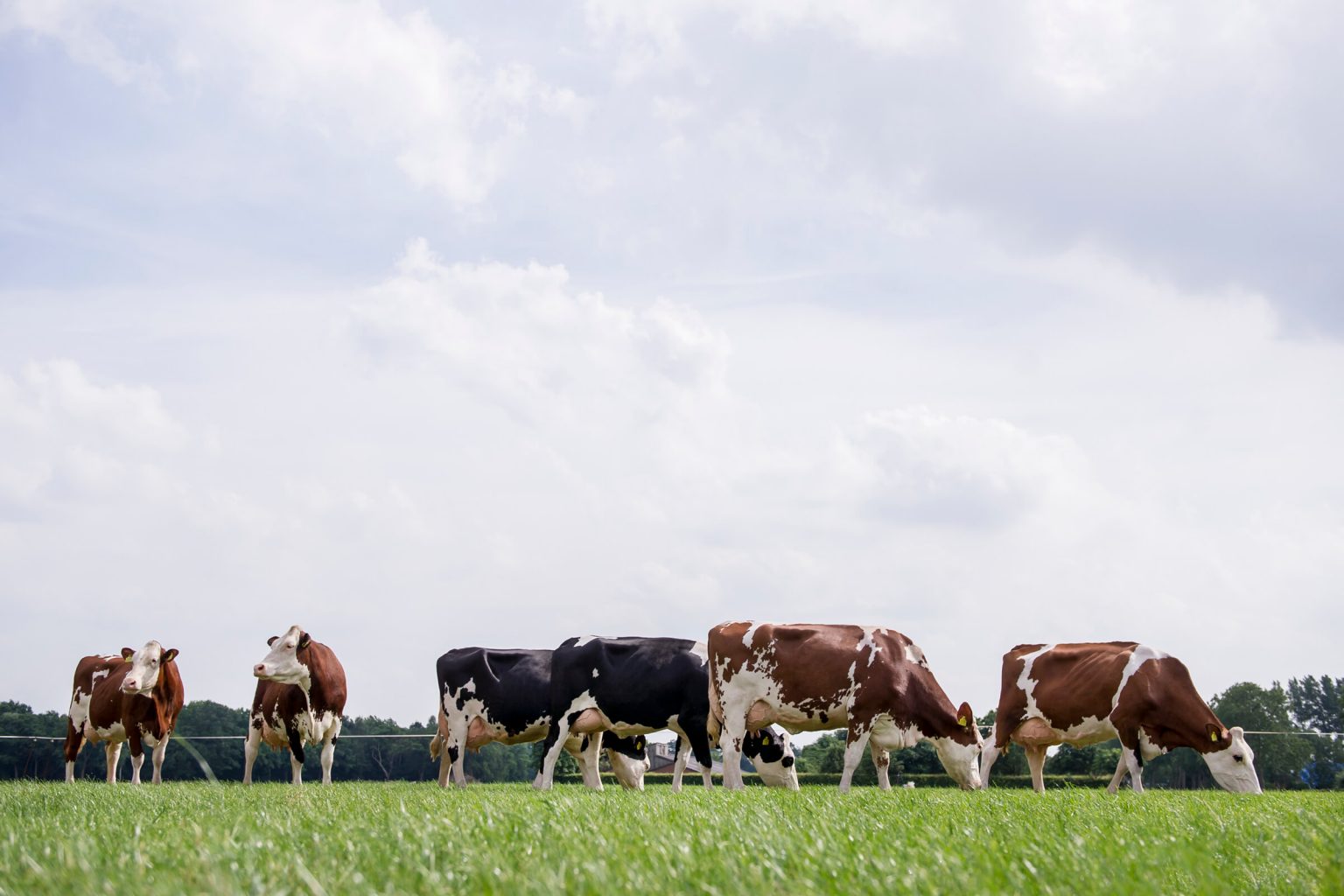 The 3-way crossbreeding system - ProCROSS: the most efficient cross breeding system for dairy cows