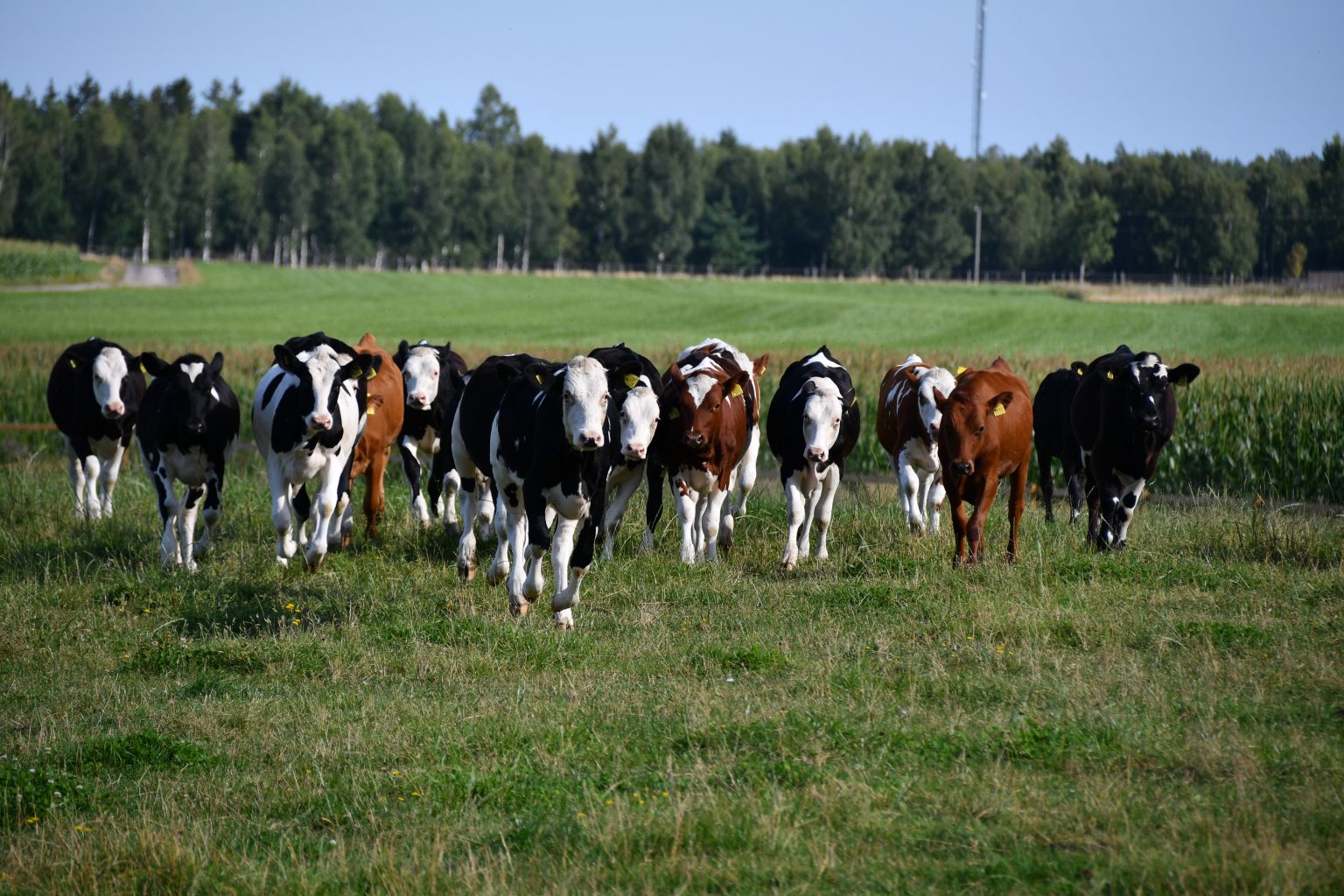Skråmered ProCROSS Farm, Sweden, Herd No.3 for production in Sweden ...