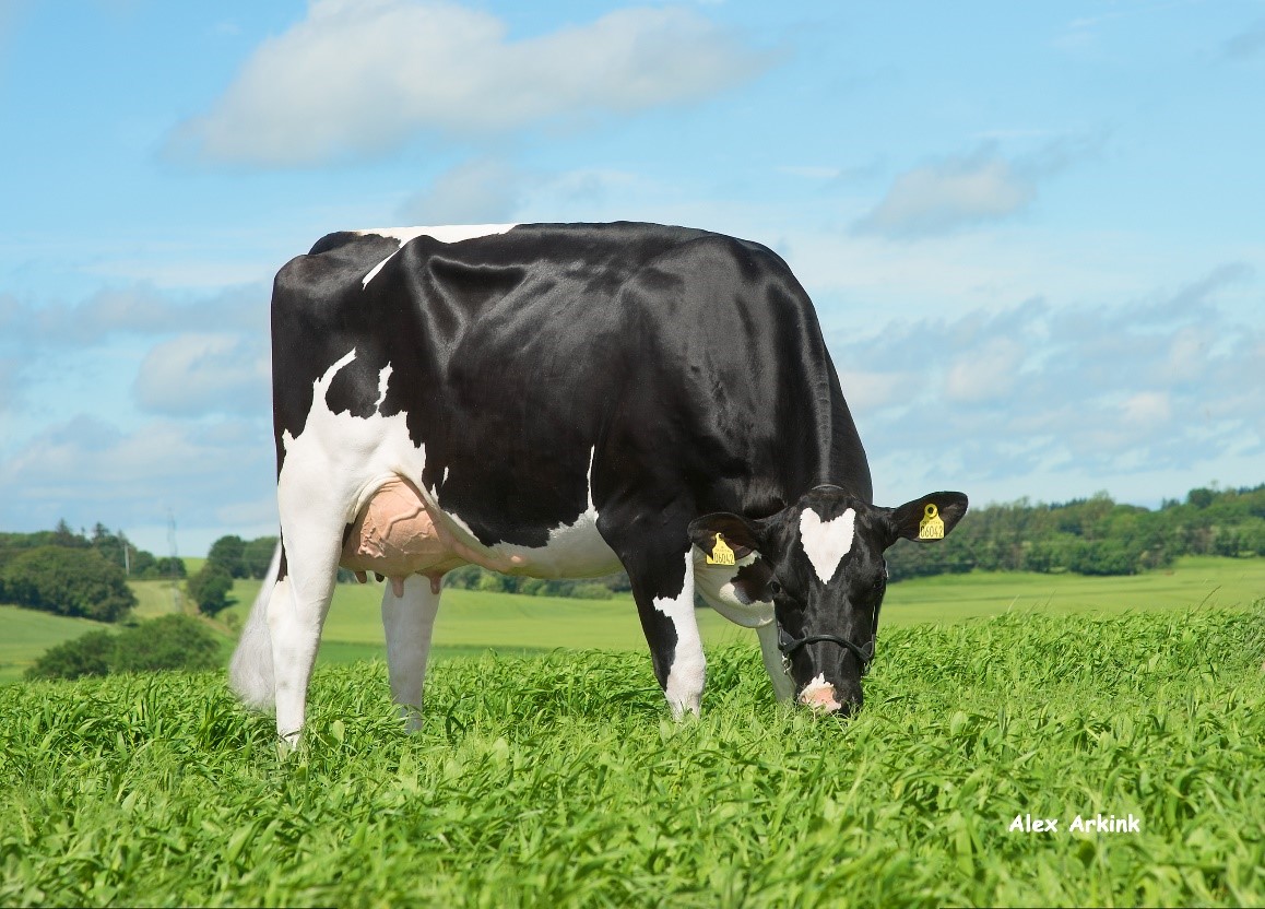 VikingHolstein – ProCROSS: the most efficient cross breeding system for ...