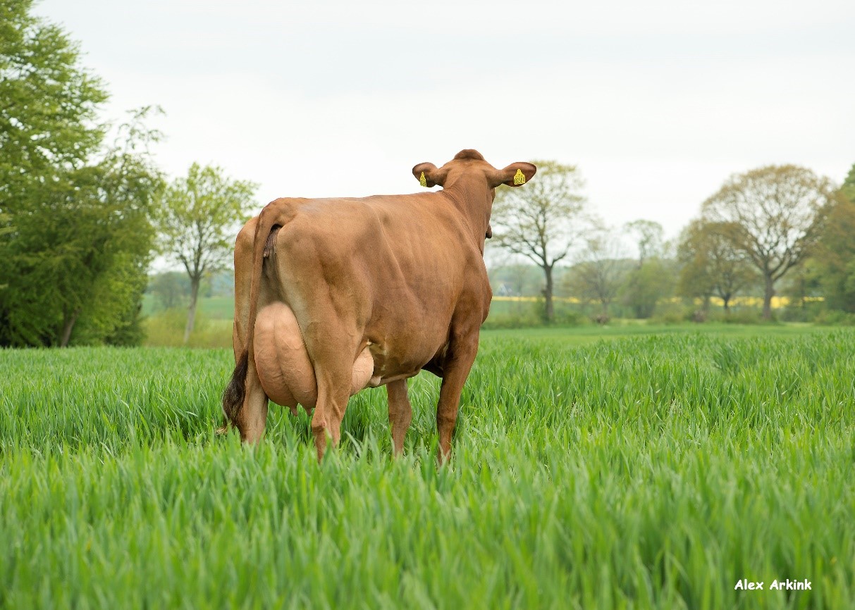 VikingRed - ProCROSS: the most efficient cross breeding system for ...