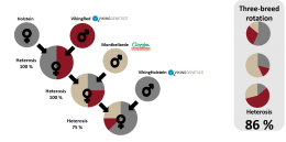 The 3-way crossbreeding system - ProCROSS: the most efficient cross ...