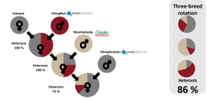 The 3-way crossbreeding system - ProCROSS: the most efficient cross ...