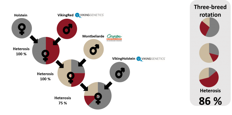 The 3-way crossbreeding system - ProCROSS: the most efficient cross ...