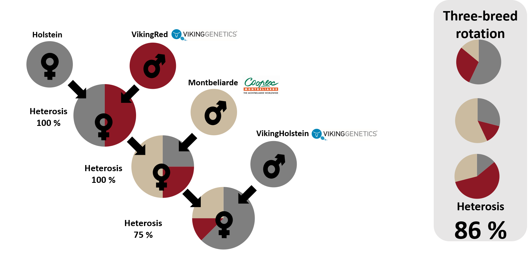 The 3-way crossbreeding system - ProCROSS: the most efficient cross ...