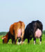 ProCROSS: the most efficient cross breeding system for dairy cows