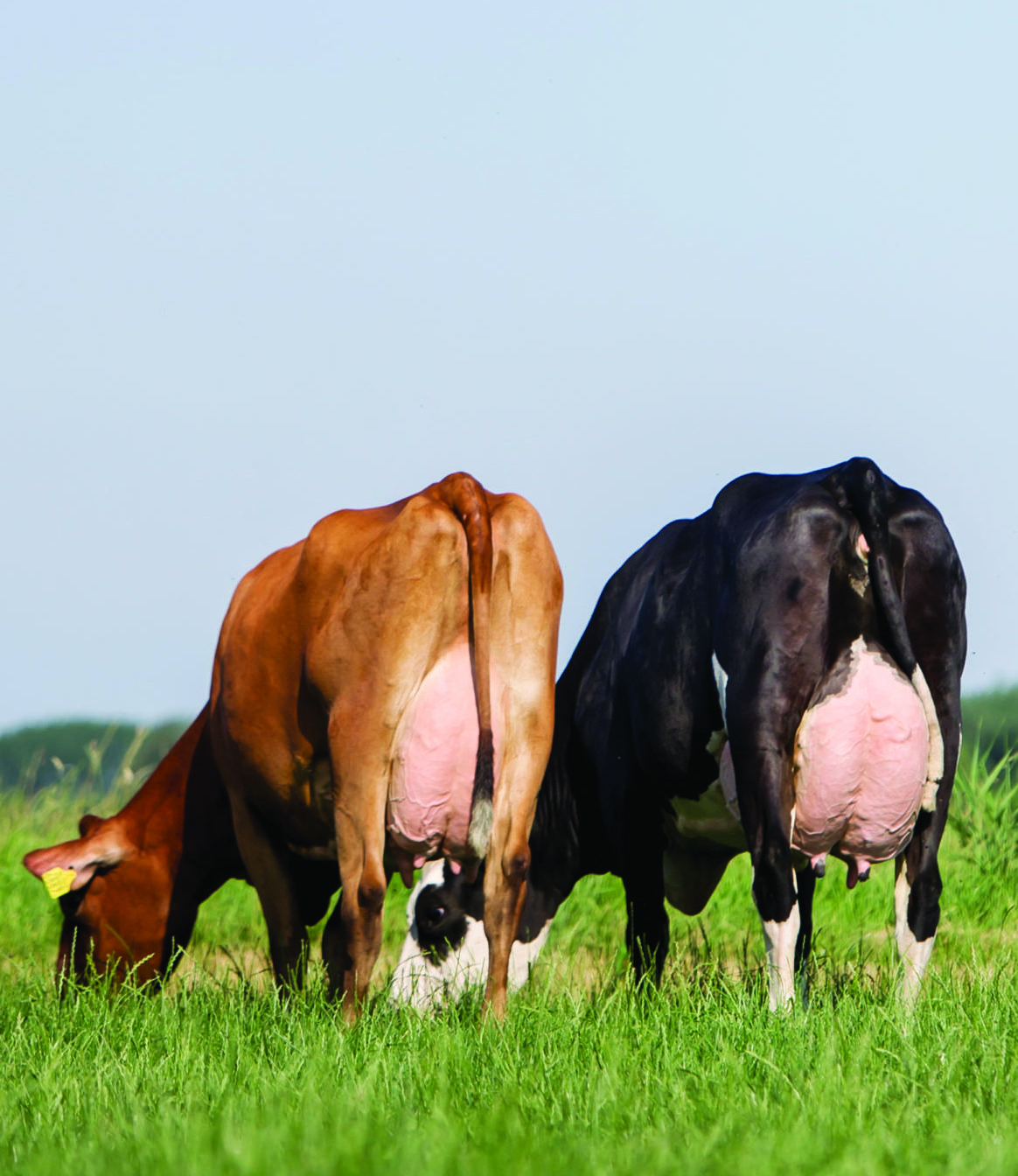 ProCROSS: the most efficient cross breeding system for dairy cows