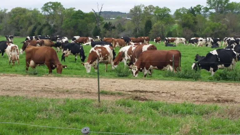 ProCROSS: the most efficient cross breeding system for dairy cows