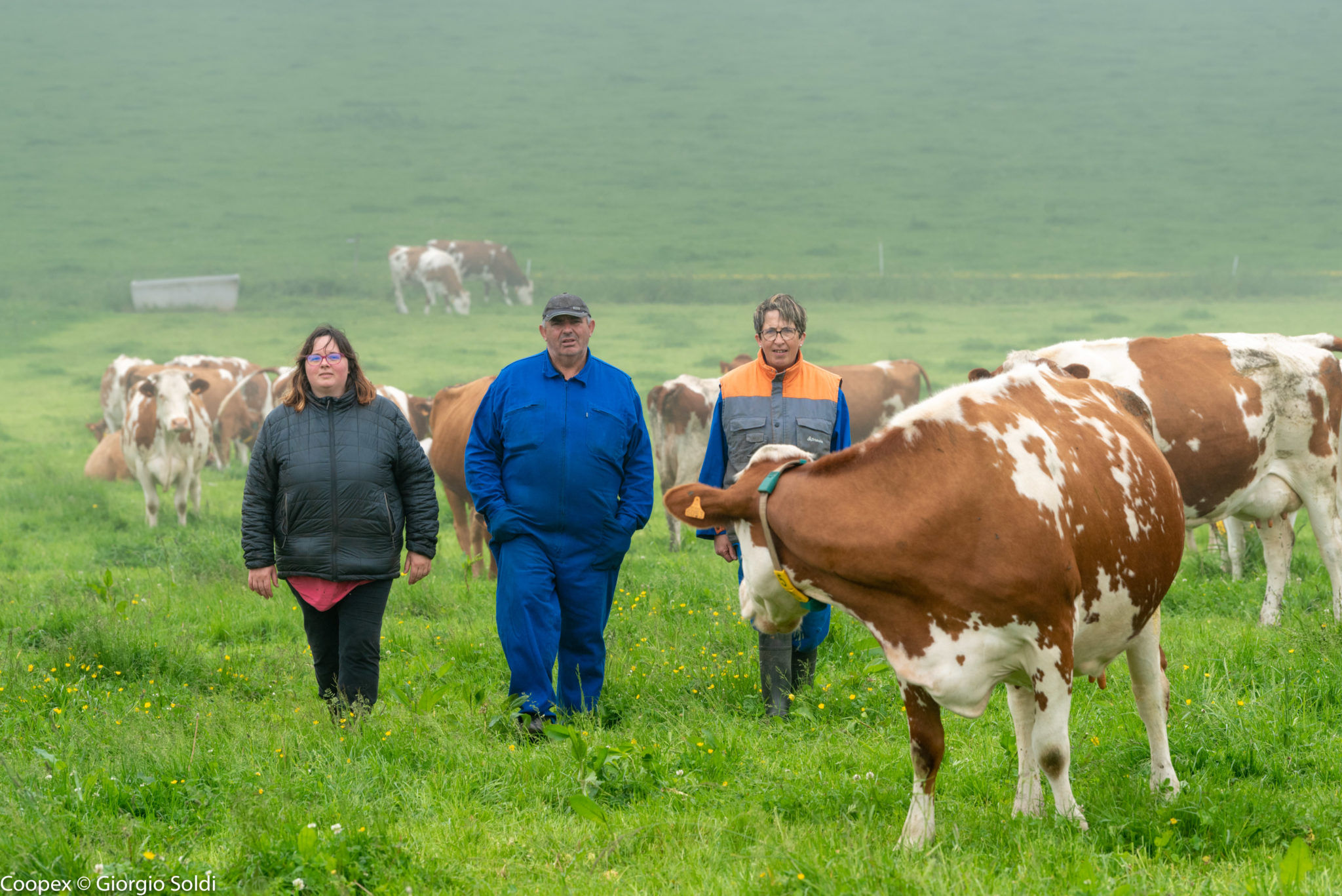 ProCROSS: the most efficient cross breeding system for dairy cows