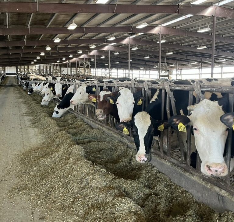 ProCROSS: the most efficient cross breeding system for dairy cows