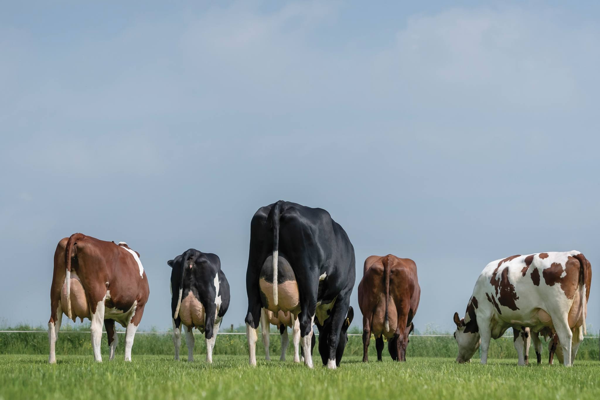 ProCROSS: the most efficient cross breeding system for dairy cows