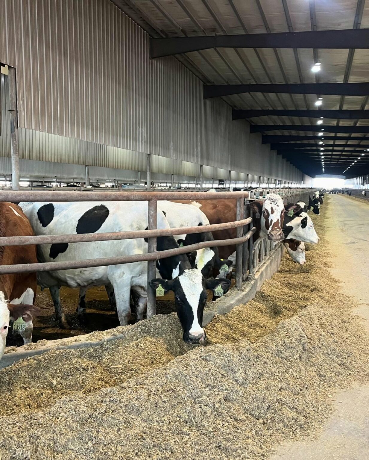 ProCROSS: the most efficient cross breeding system for dairy cows